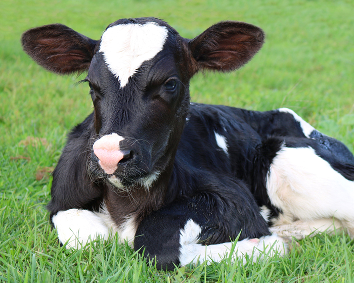 Dairy Express | Dairy Express Herd Recording